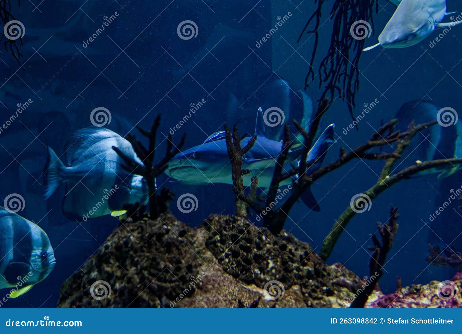 Big sharks in a fish tank stock photo. Image of saltwater - 263098842