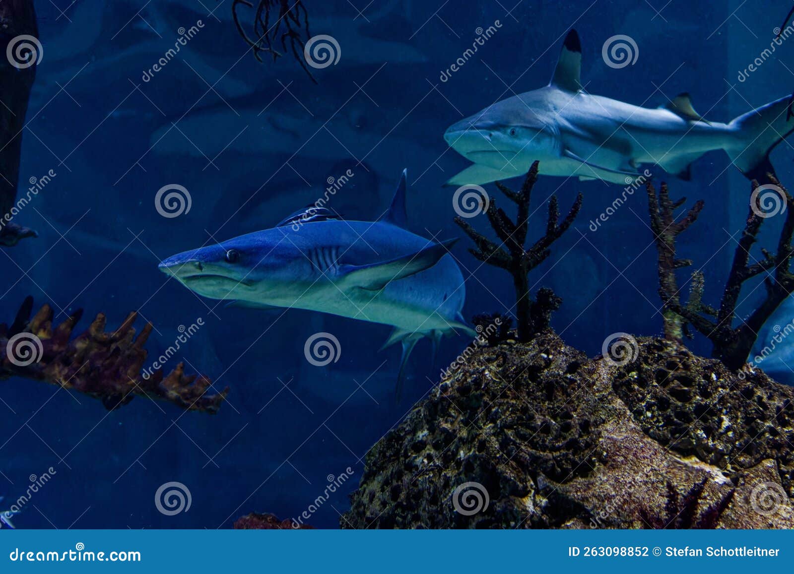 Big sharks in a fish tank stock photo. Image of colorful - 263098852