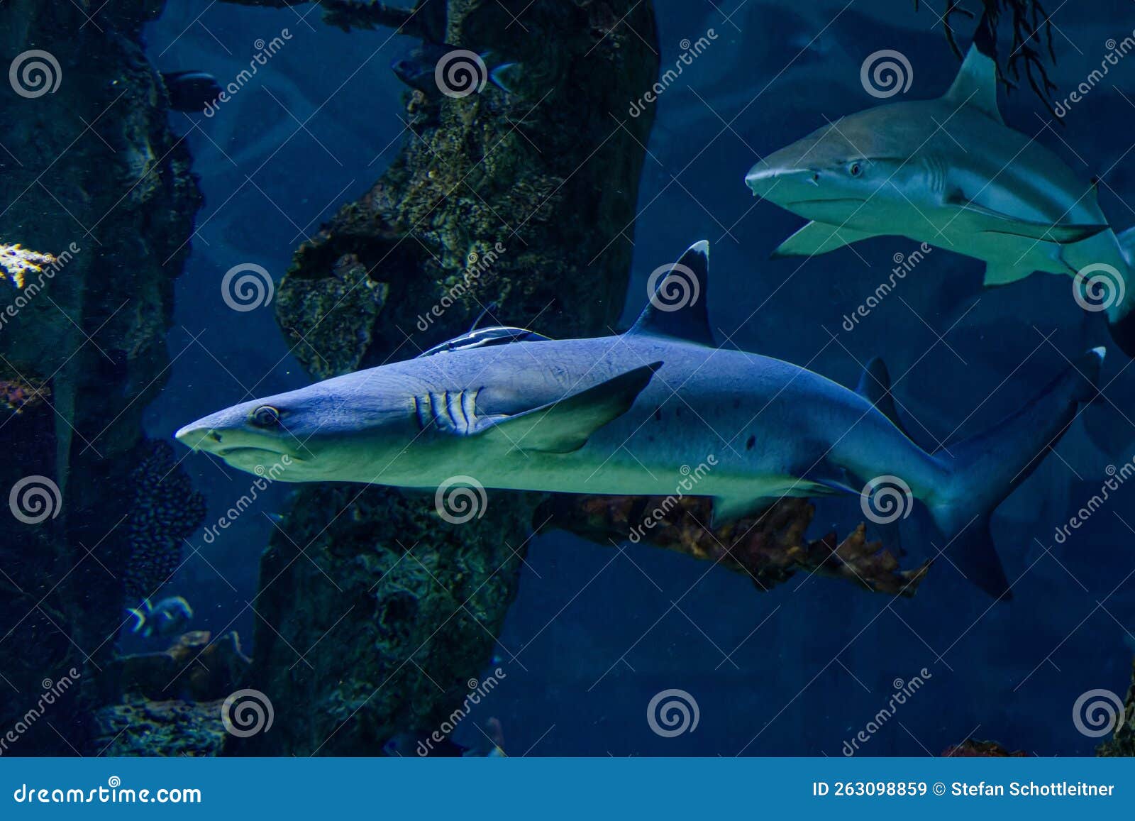 Big sharks in a fish tank stock image. Image of exotic - 263098859
