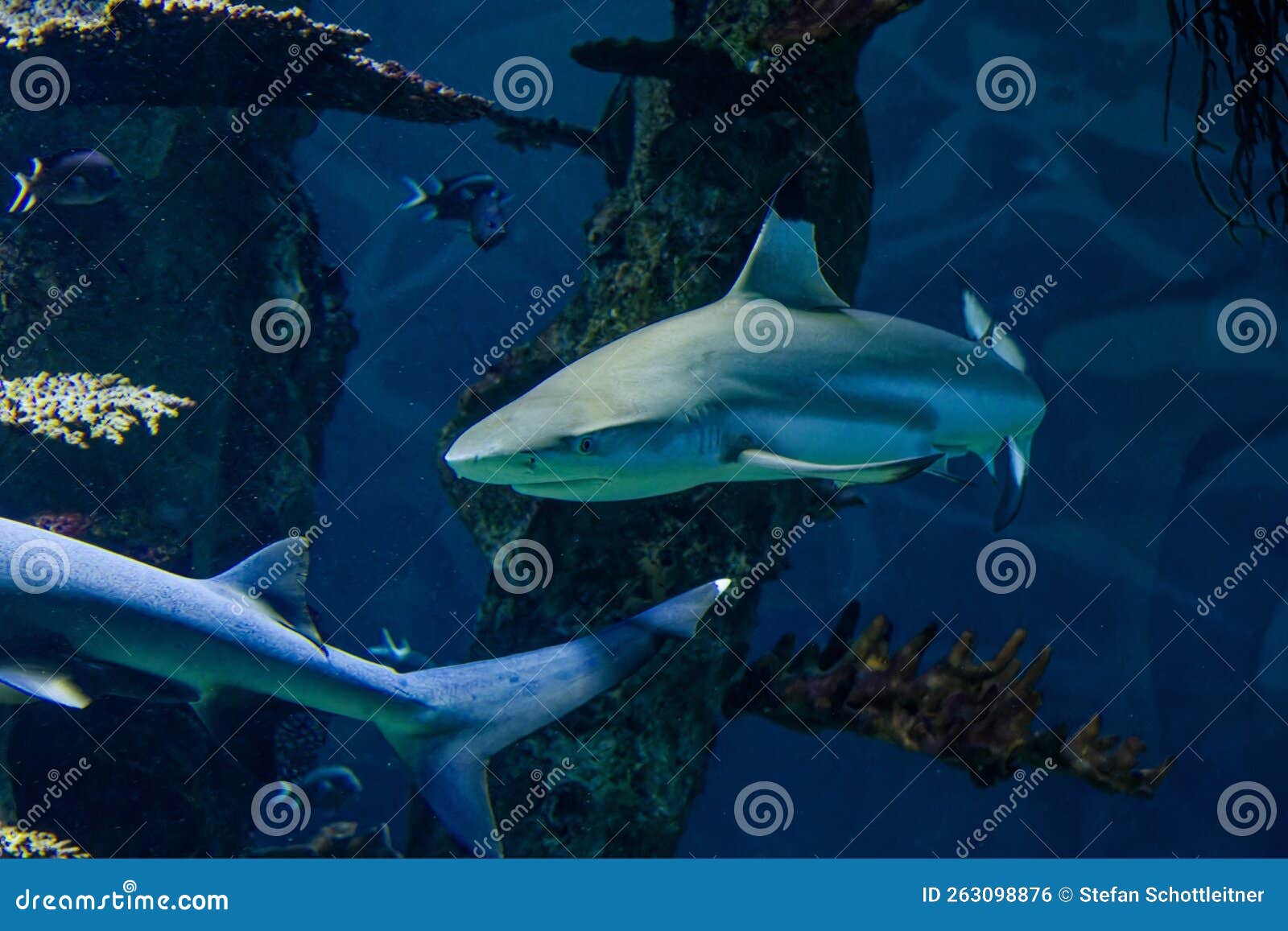 Big sharks in a fish tank stock photo. Image of tourism - 263098876