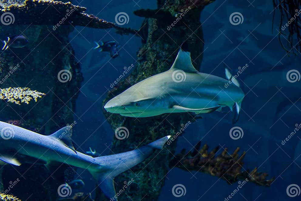 Big sharks in a fish tank stock photo. Image of tourism - 263098876