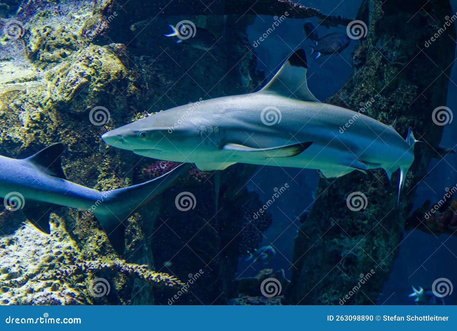 Big sharks in a fish tank stock photo. Image of shark - 263098890