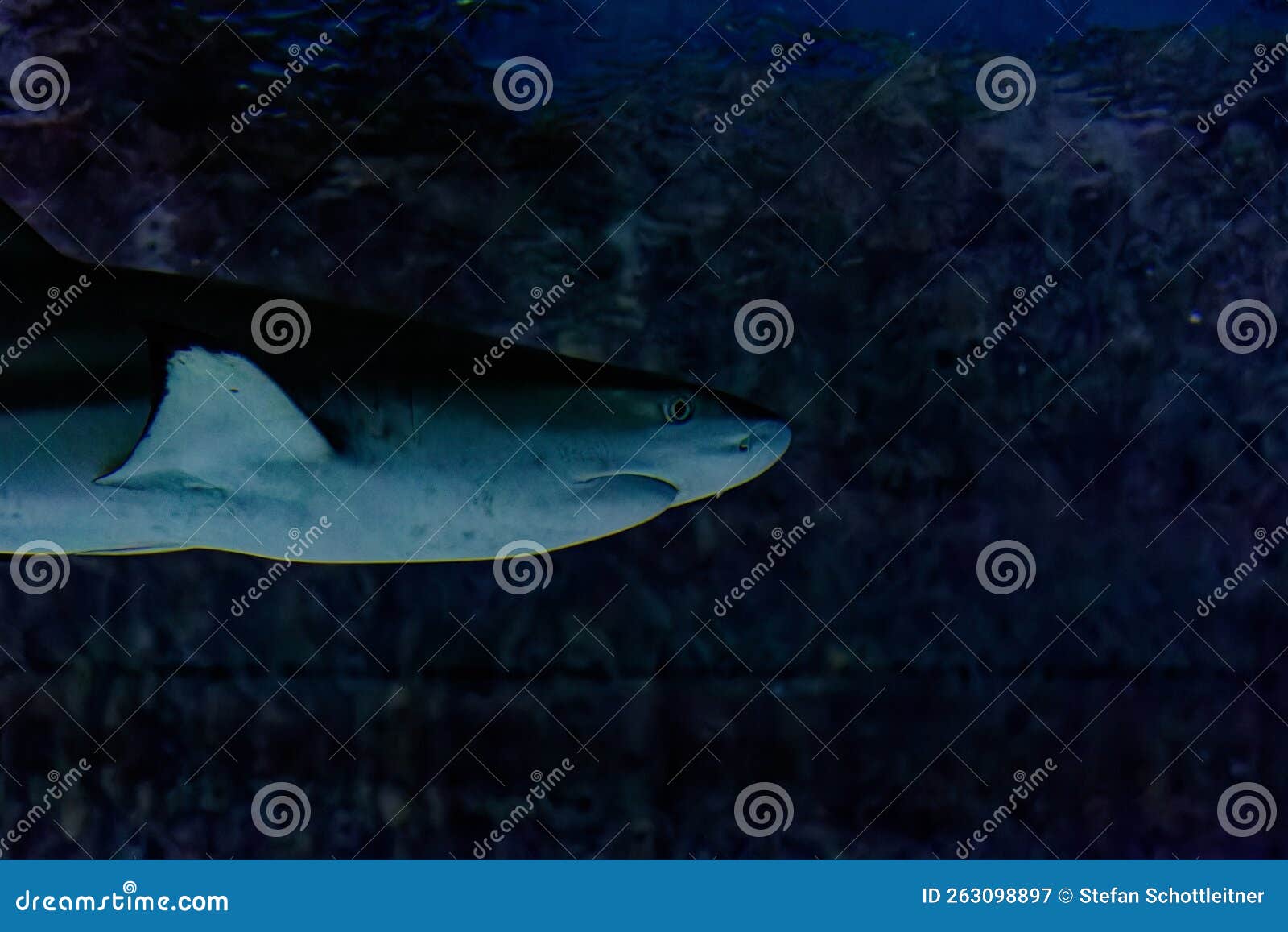 Big sharks in a fish tank stock image. Image of vacation - 263098897