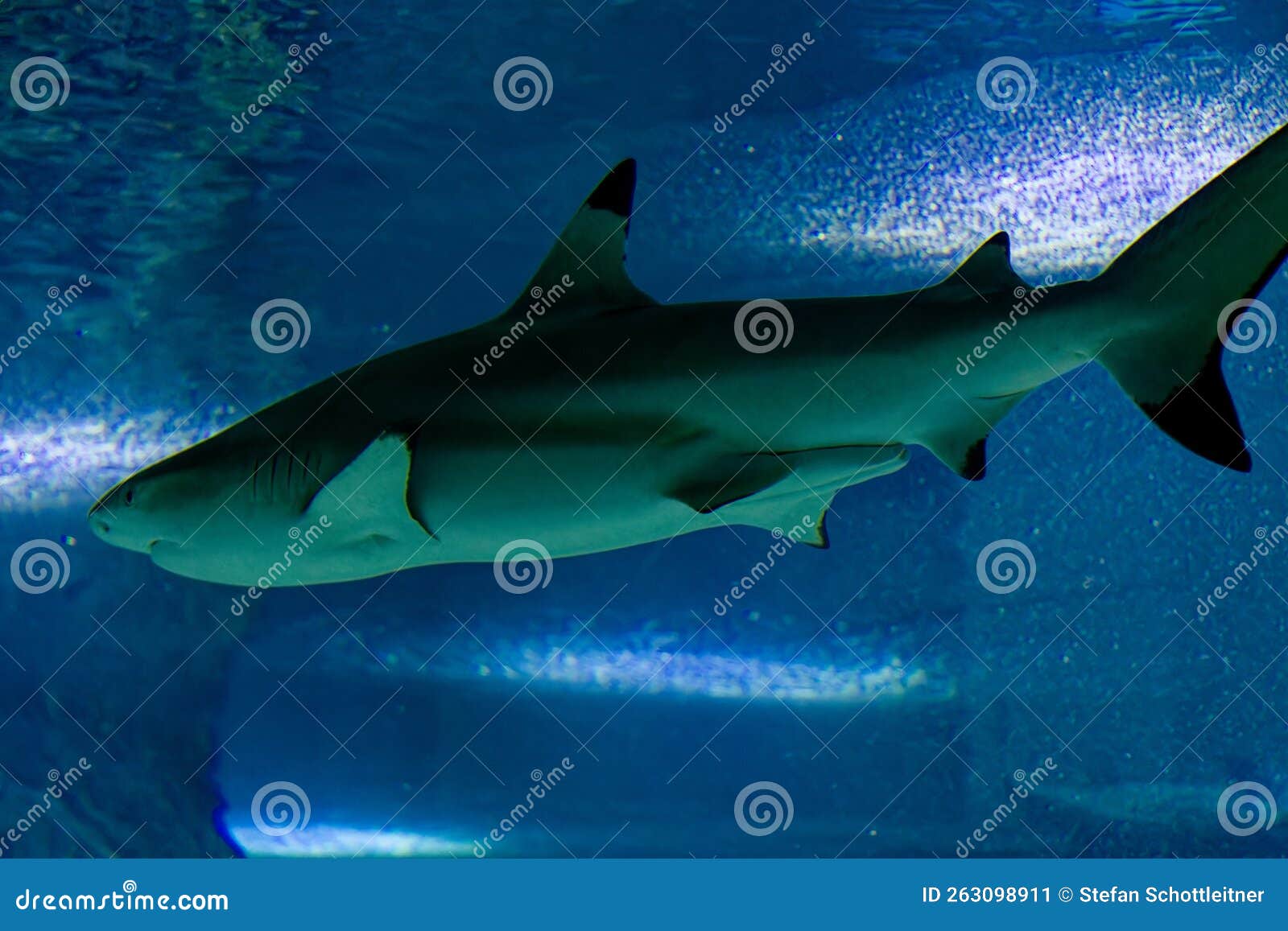 Big sharks in a fish tank stock image. Image of underwater - 263098911