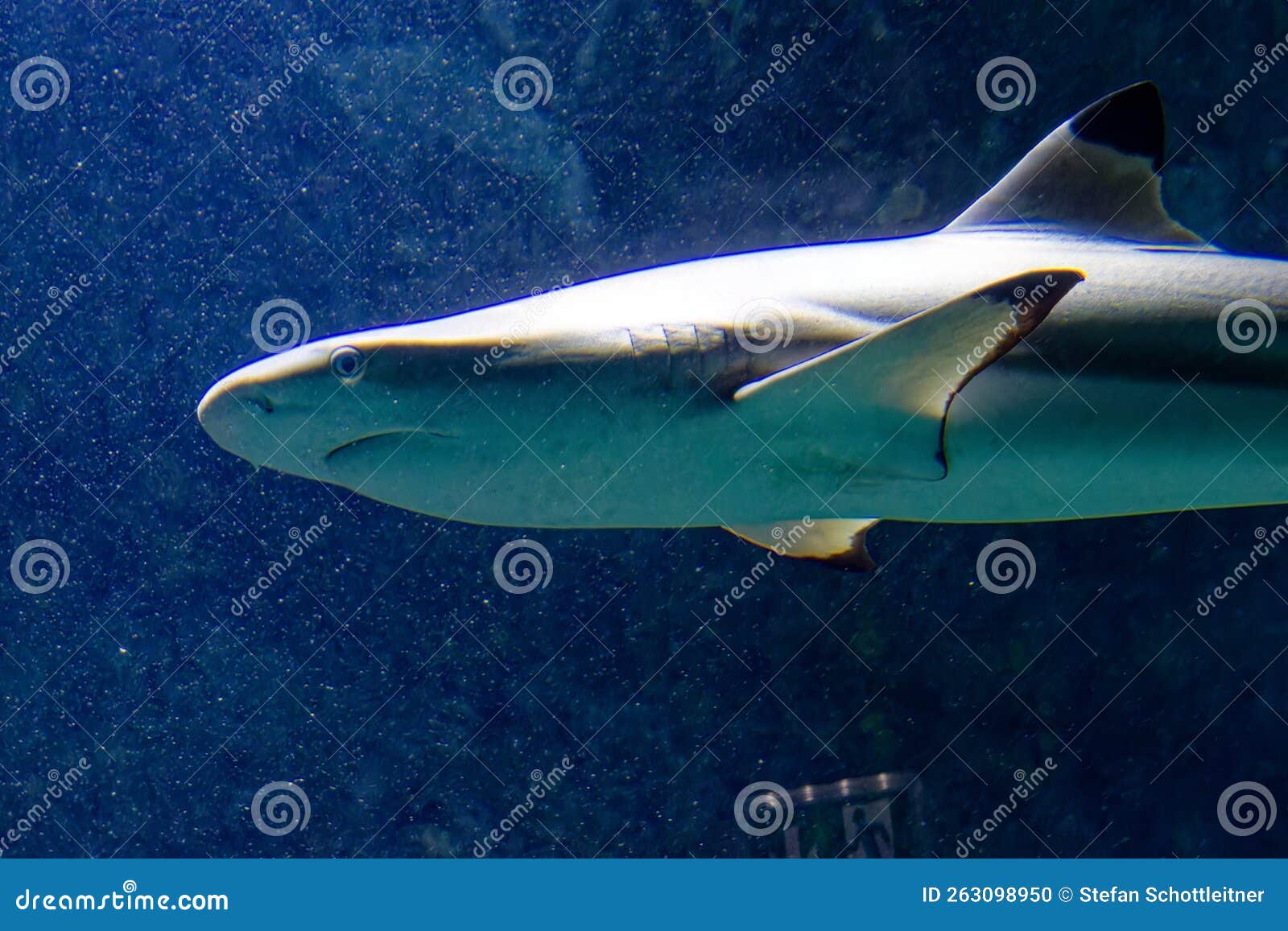 Big sharks in a fish tank stock photo. Image of deep - 263098950