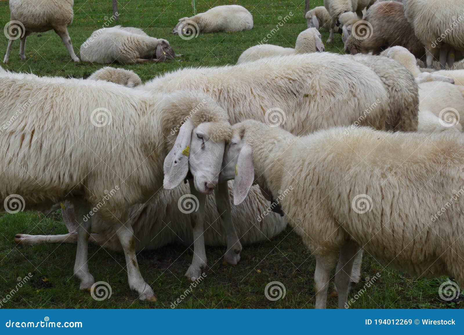 Sheep In The Grass Royalty-Free Stock Photography | CartoonDealer.com ...