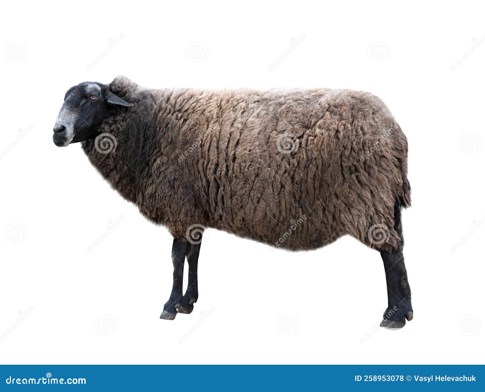 Big Sheep Isolated on White Stock Photo - Image of cattle, sheep: 258953078