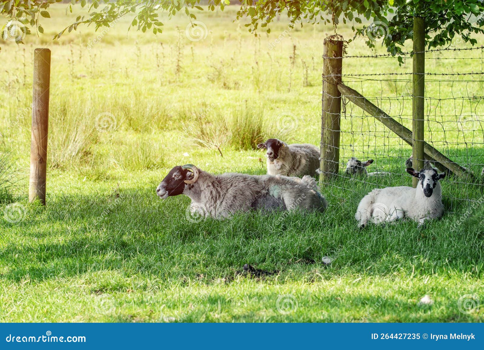 Big Sheep on a Meadow on the Farm Stock Image - Image of agricultural ...