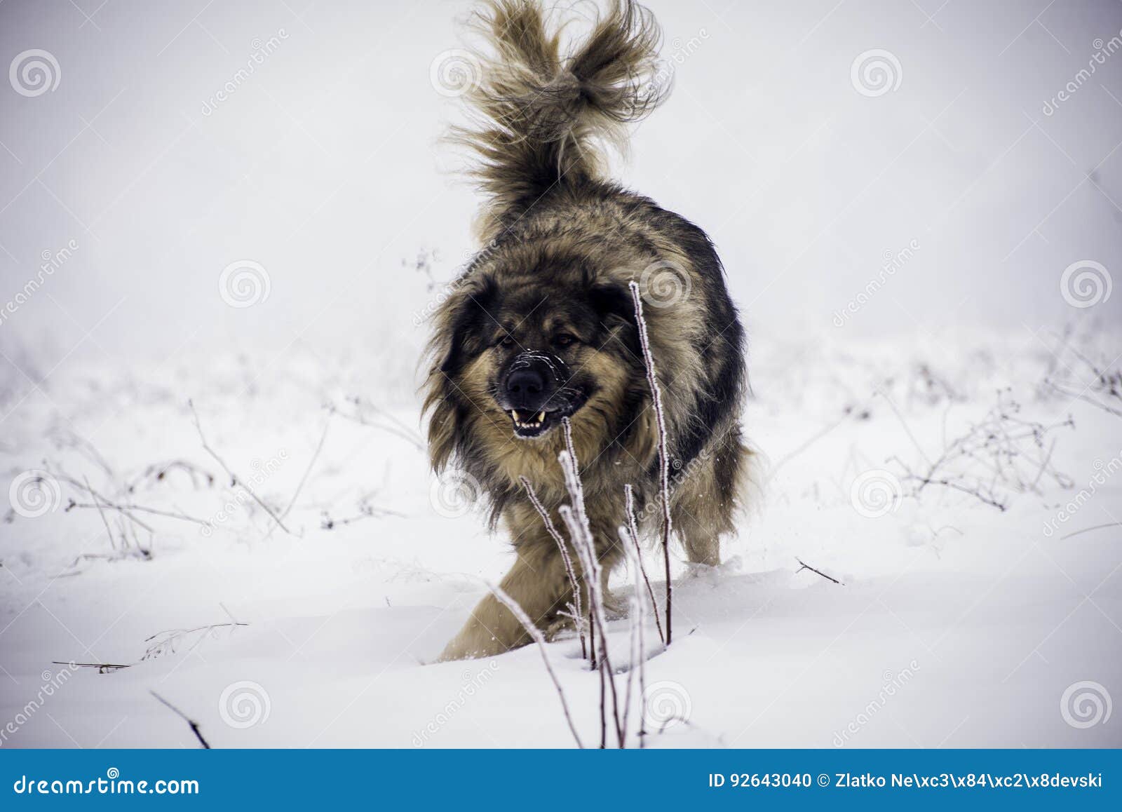 Big sheepdog in the snow stock photo. Image of meadow - 92643040