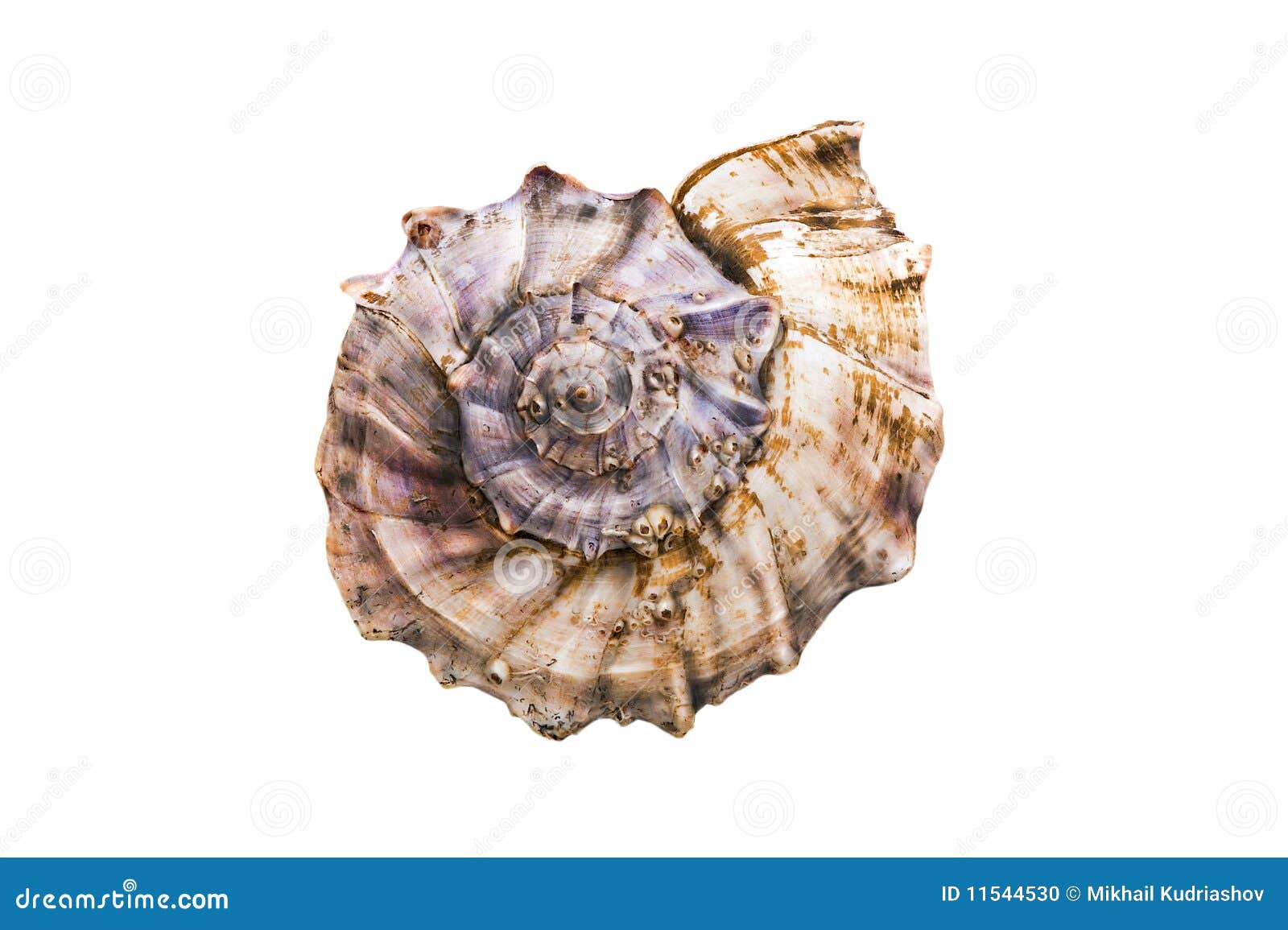 Big shell stock photo. Image of macro, background, idle - 11544530