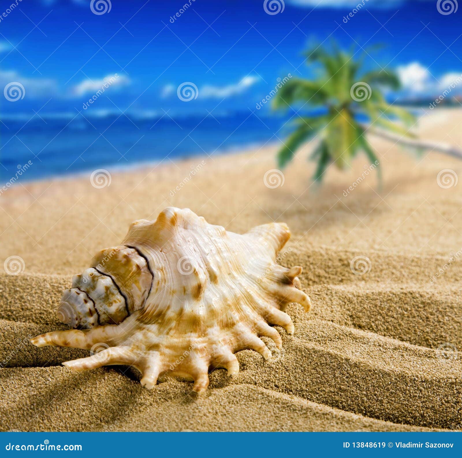 Big shell stock image. Image of seaside, beach, shade - 13848619
