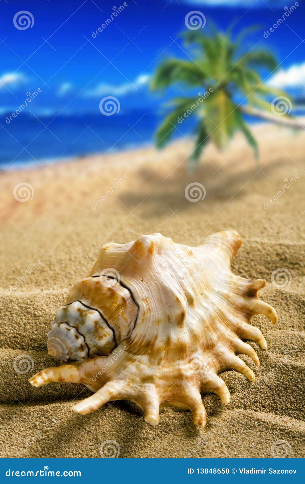Big shell stock photo. Image of nature, environment, marine - 13848650