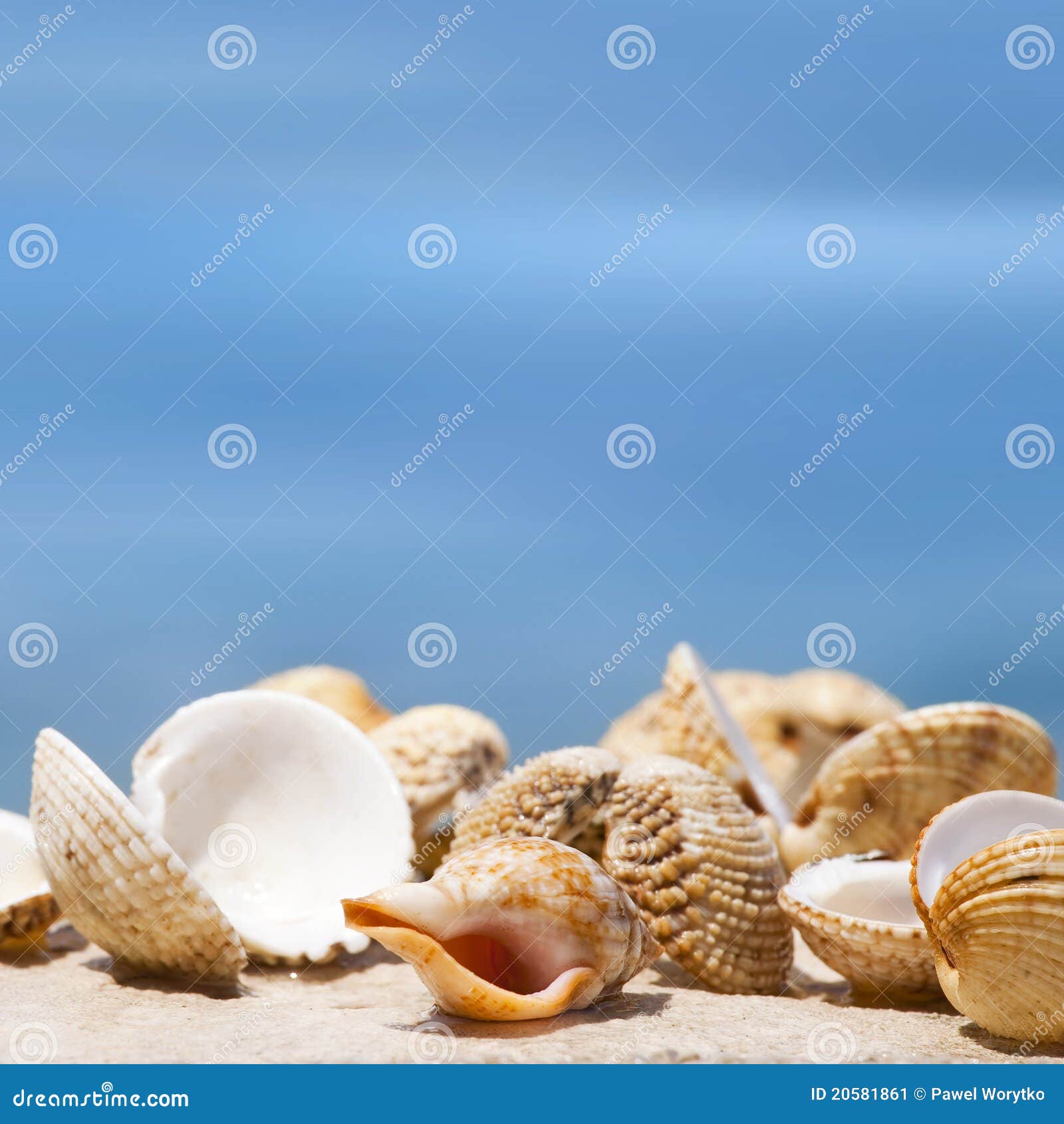 Big Shell stock image. Image of season, paradise, coast - 20581861