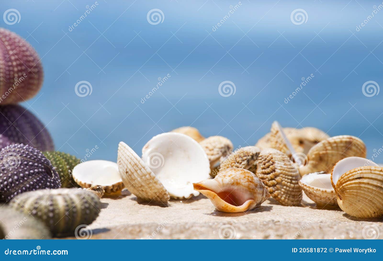 Big Shell stock photo. Image of beauty, nature, starfish - 20581872