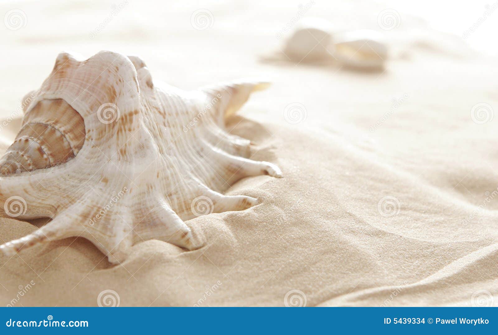 Big shell stock photo. Image of nature, object, concept - 5439334