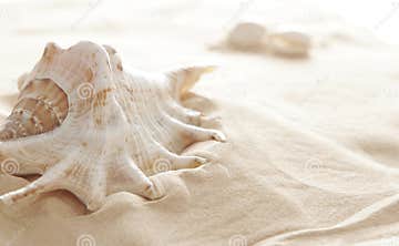 Big shell stock photo. Image of nature, object, concept - 5439334