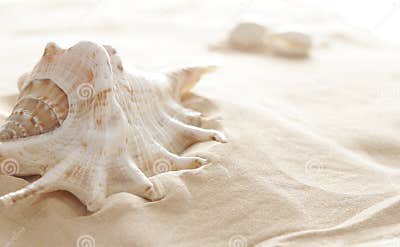 Big shell stock photo. Image of nature, object, concept - 5439334