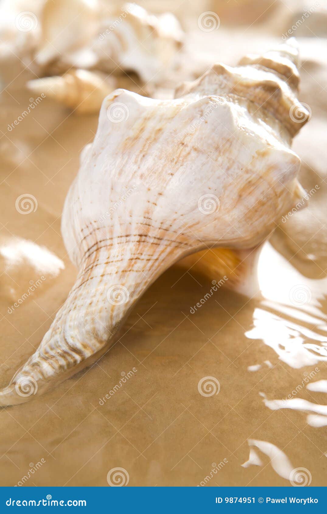 Big Shell stock image. Image of leisure, holiday, ocean - 9874951