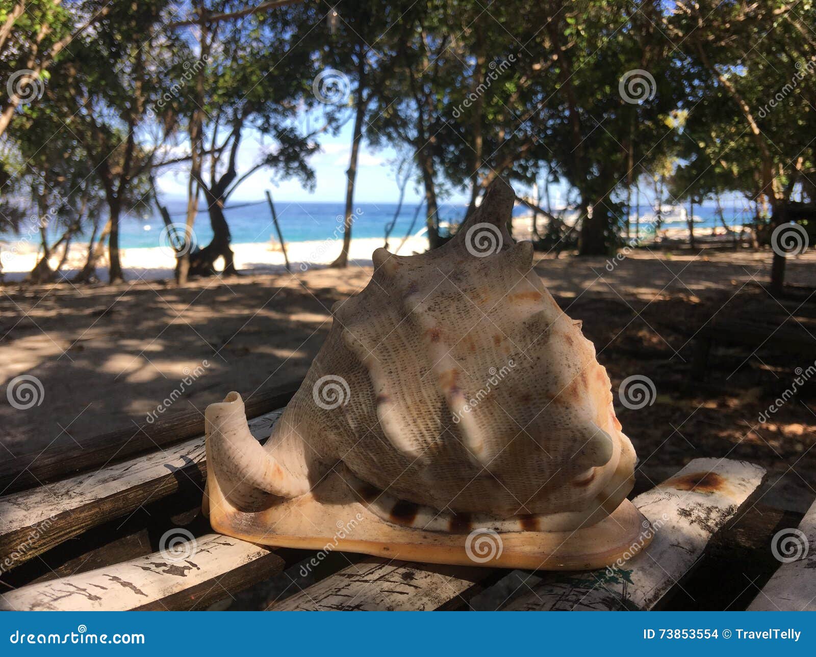 Big Shell at Balicasag Island Stock Photo - Image of outdoors, beach ...