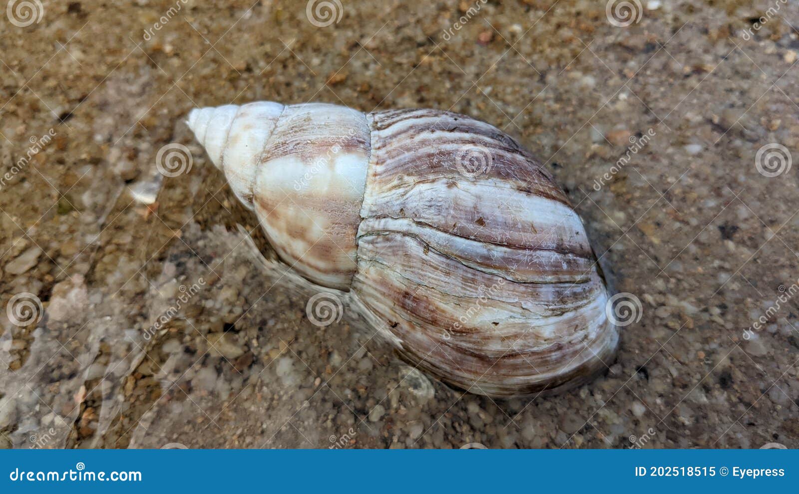 A big shell on a beach stock image. Image of sell, seafood - 202518515