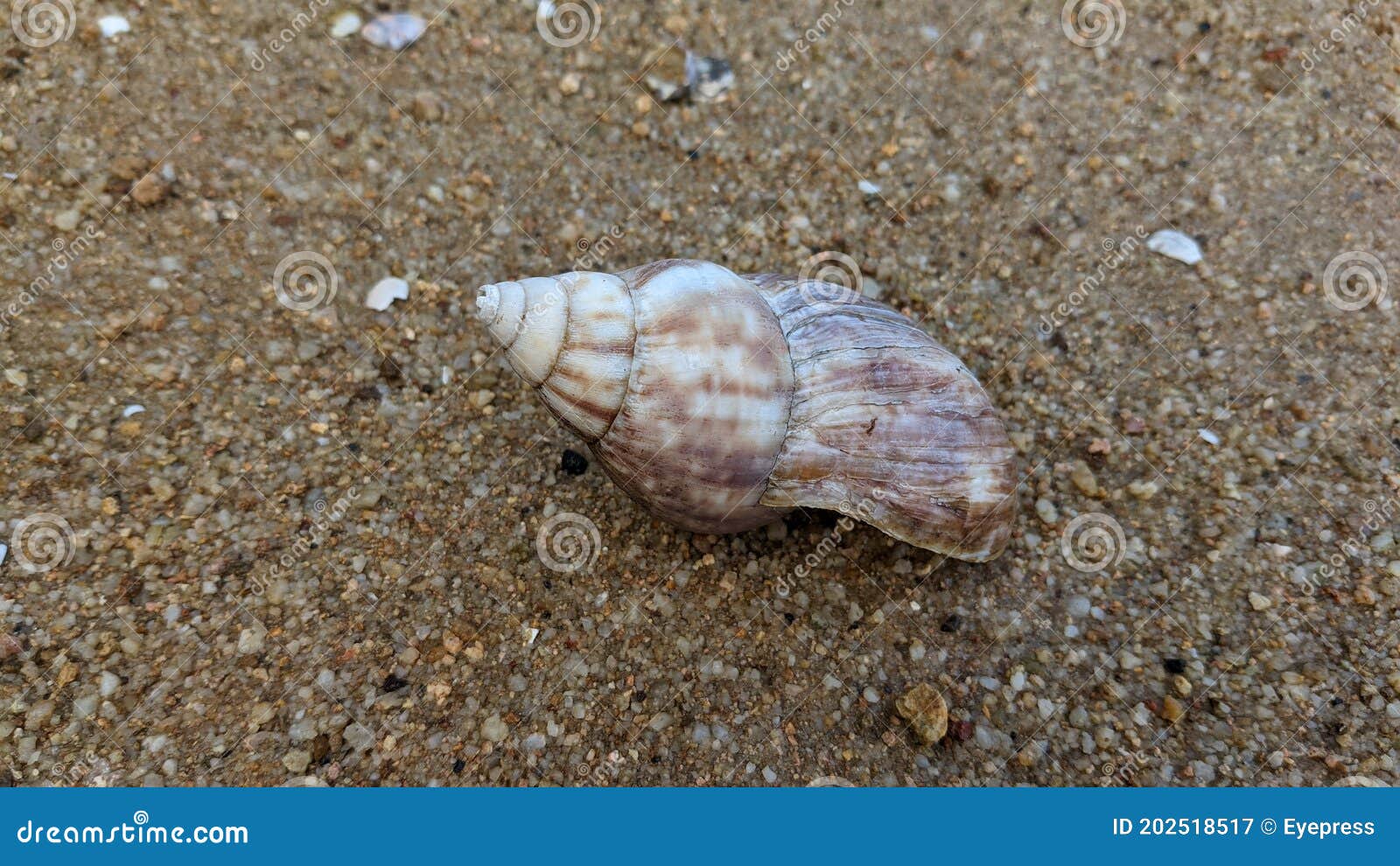 A big shell on a beach stock image. Image of sealife - 202518517