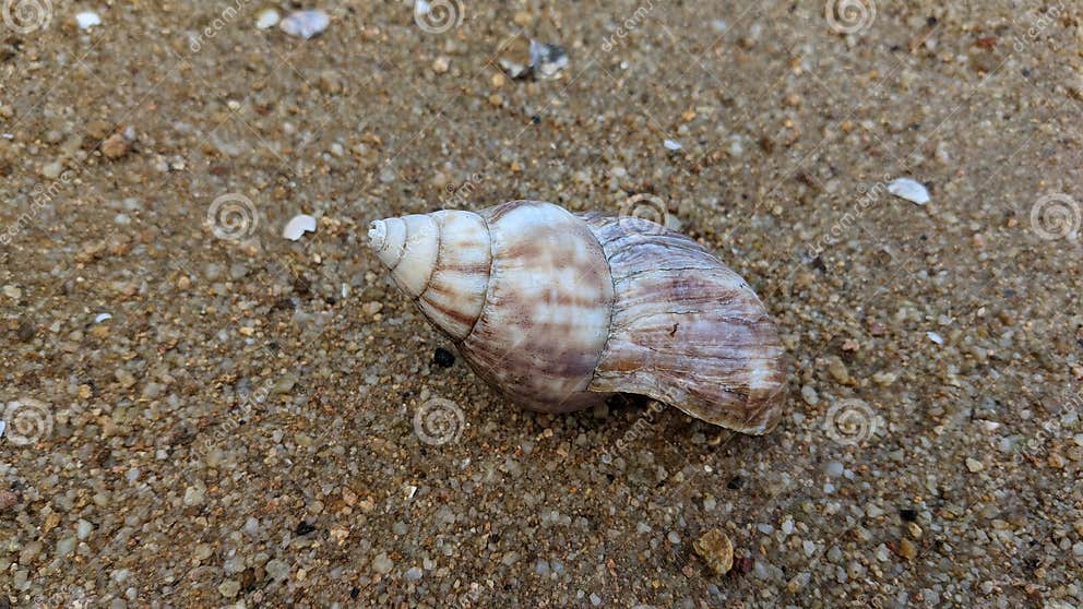 A big shell on a beach stock image. Image of sealife - 202518517