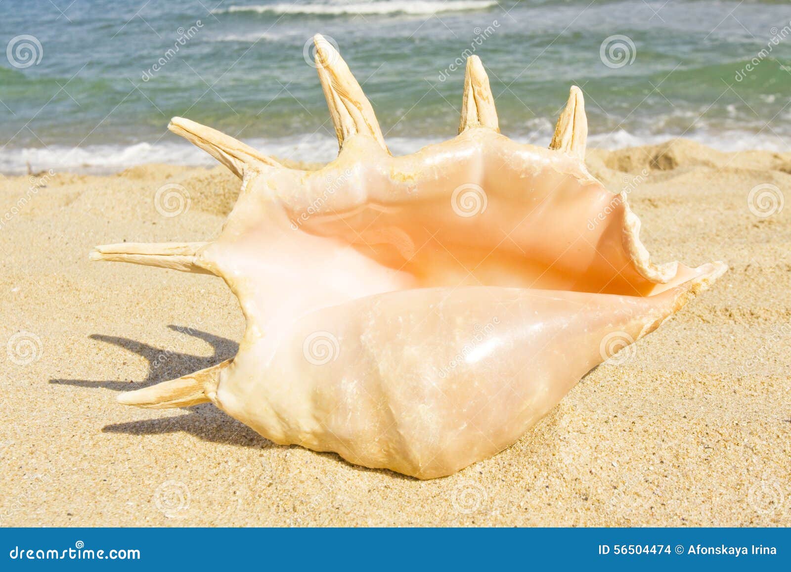 Big shell on beach stock photo. Image of pink, shell - 56504474