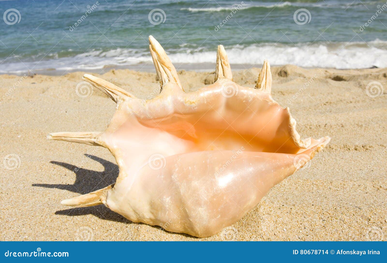 Big shell on beach stock photo. Image of water, wave - 80678714