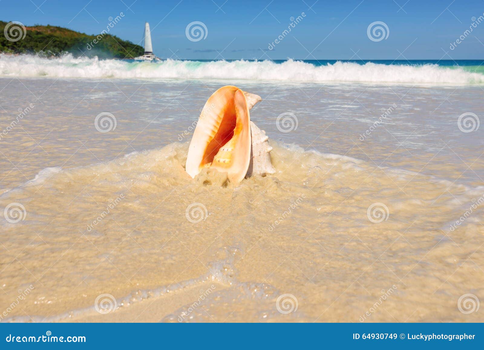 Big Shell on the Beach with Waves. Stock Image - Image of lazio, love ...