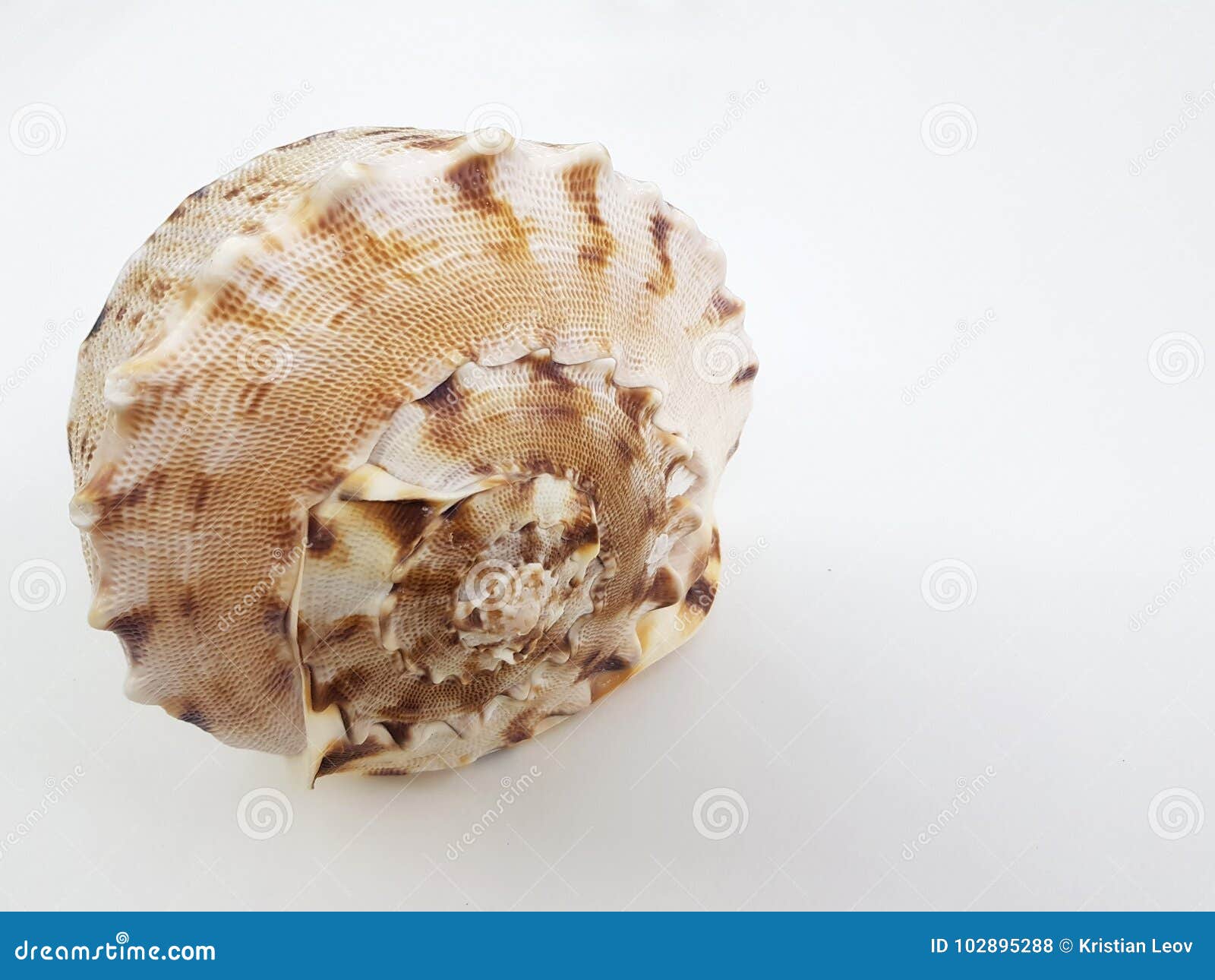 Big shell stock photo. Image of home, shuck, shell, spiral - 102895288