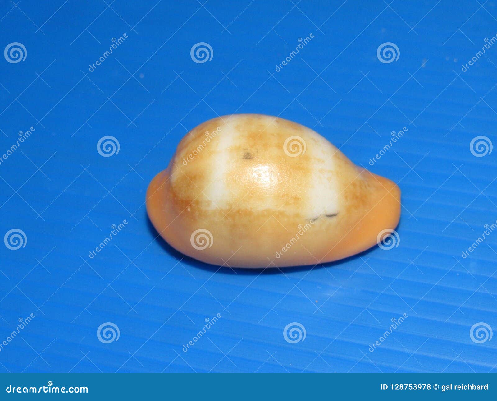 Seashell mollusk stock photo. Image of shell, blue, mollusk - 128753978