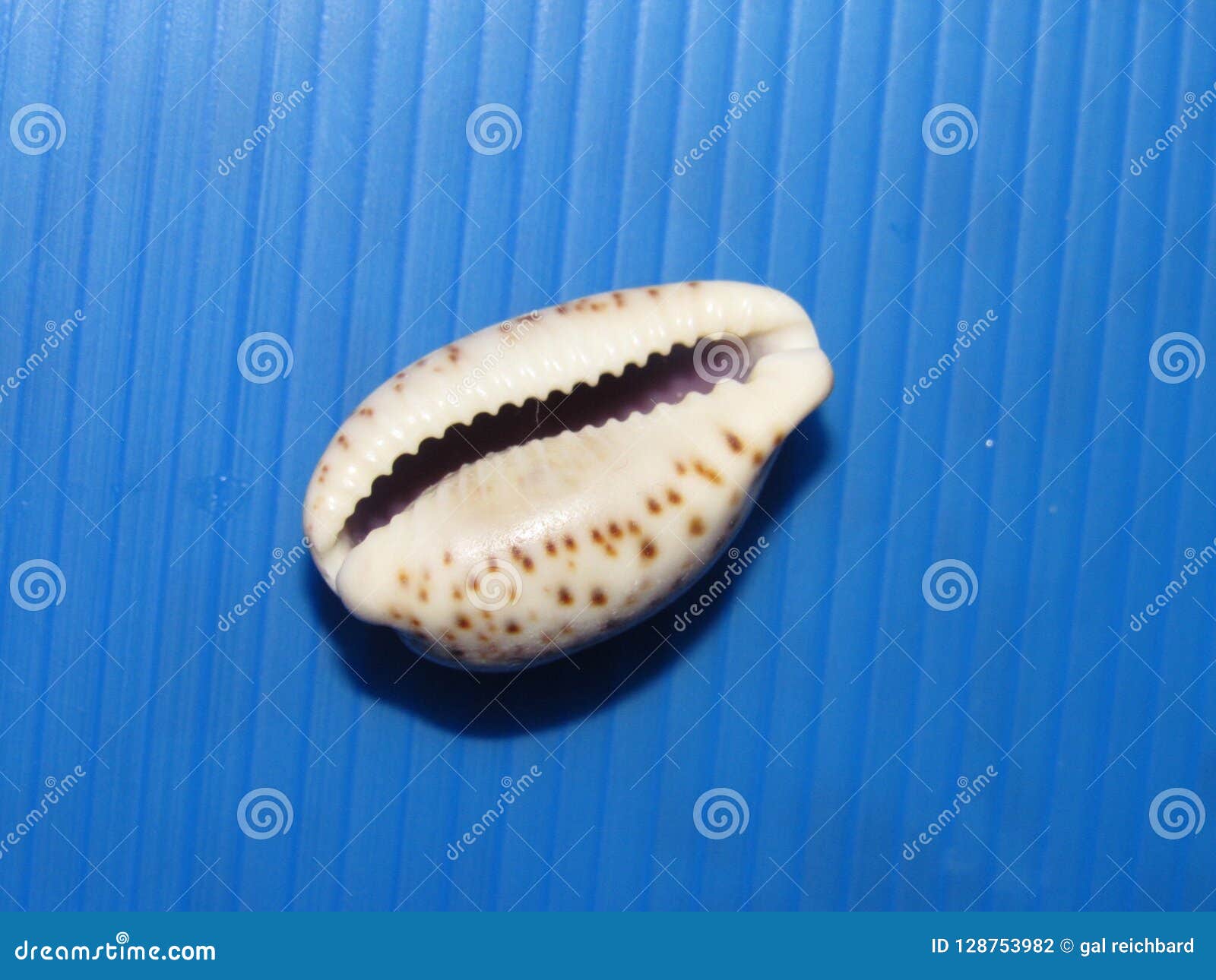 Seashell mollusk stock photo. Image of shell, seashell - 128753982