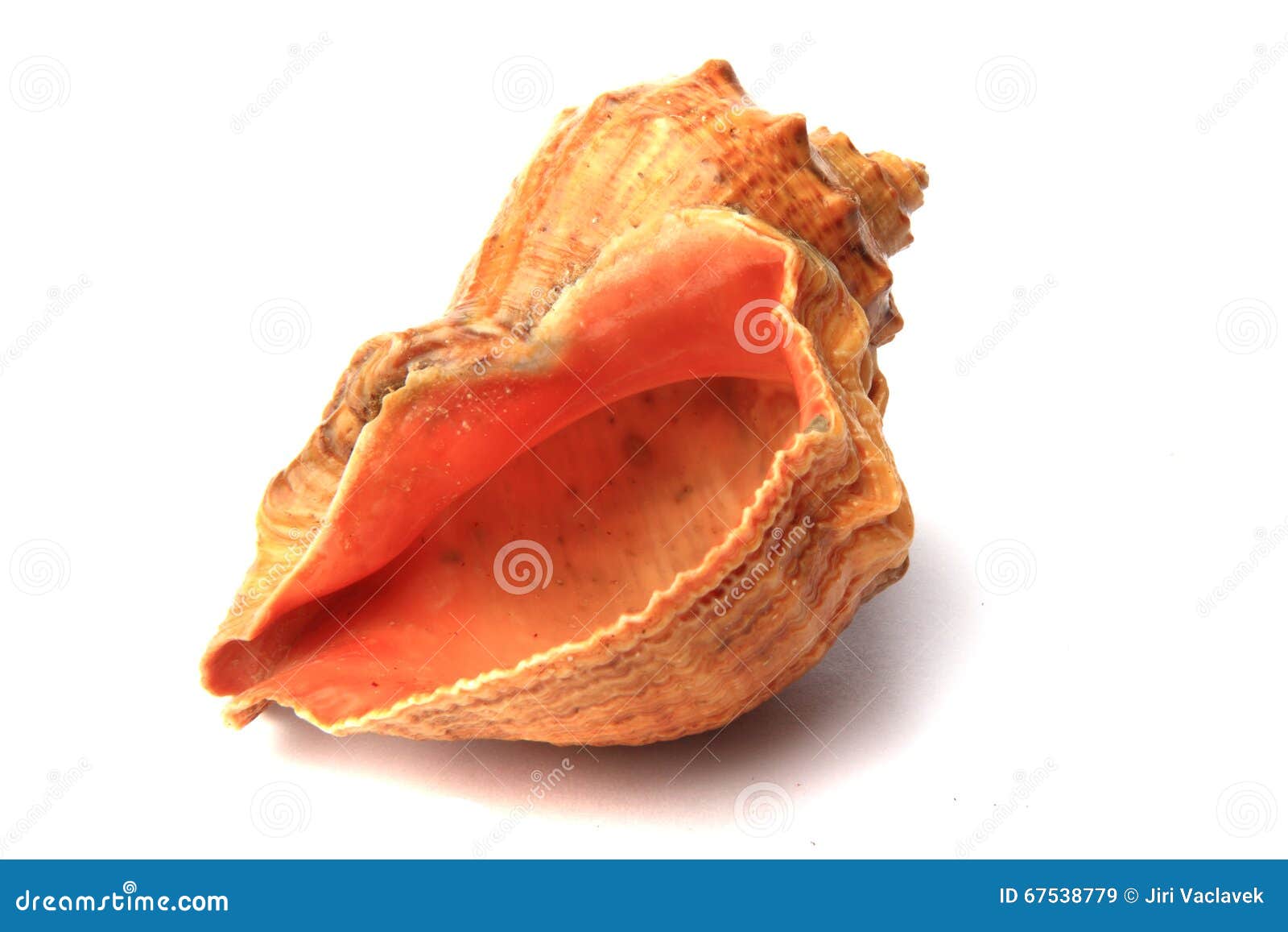 Big shell from bulgaria stock image. Image of summer - 67538779
