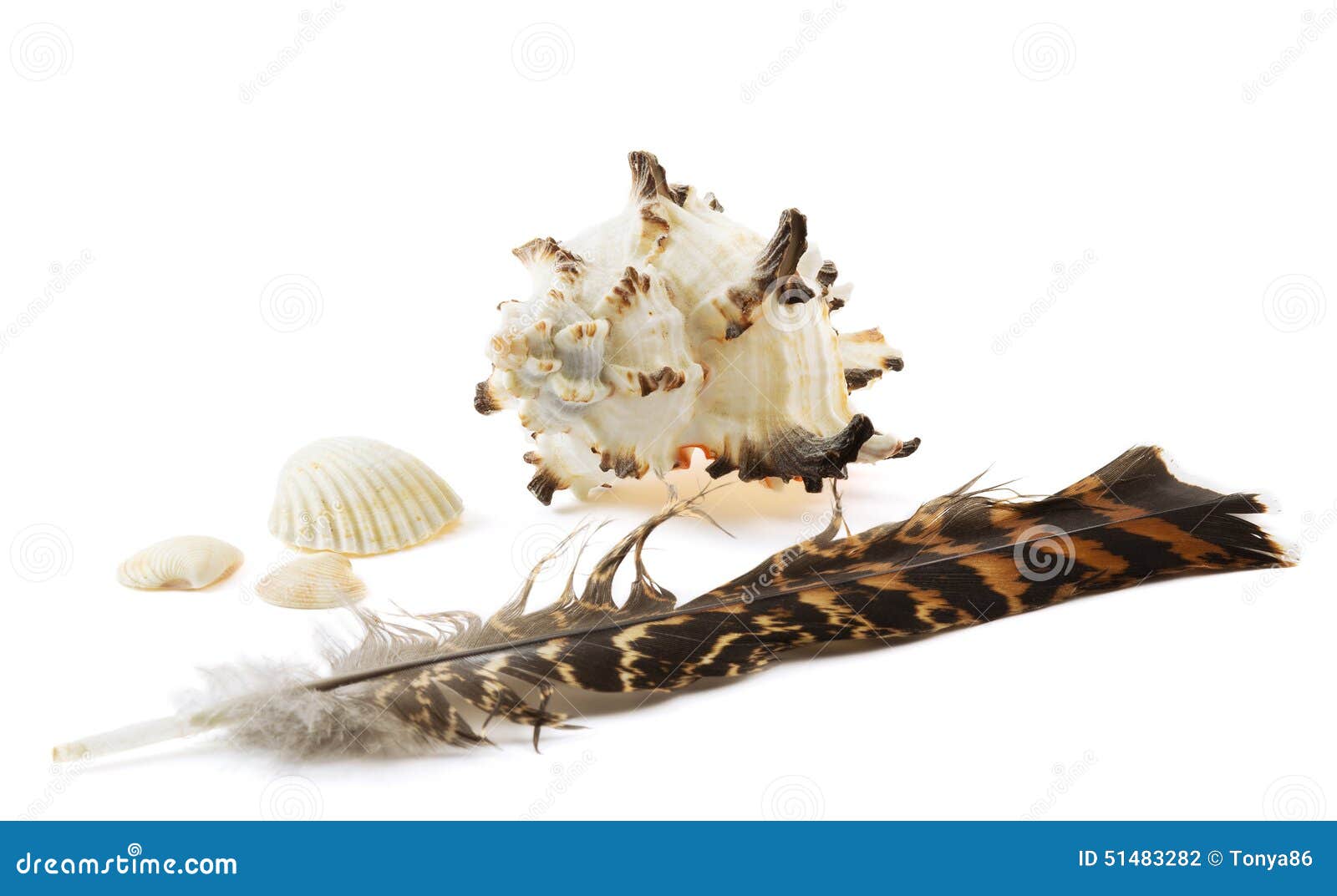 Big Shell, Three Small Shells and Feather Stock Photo - Image of studio ...