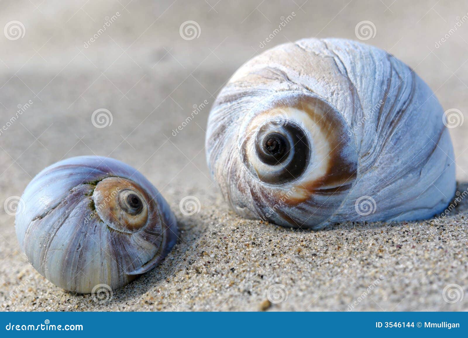 Big shells stock photo. Image of summer, reflection, rippled - 3546144