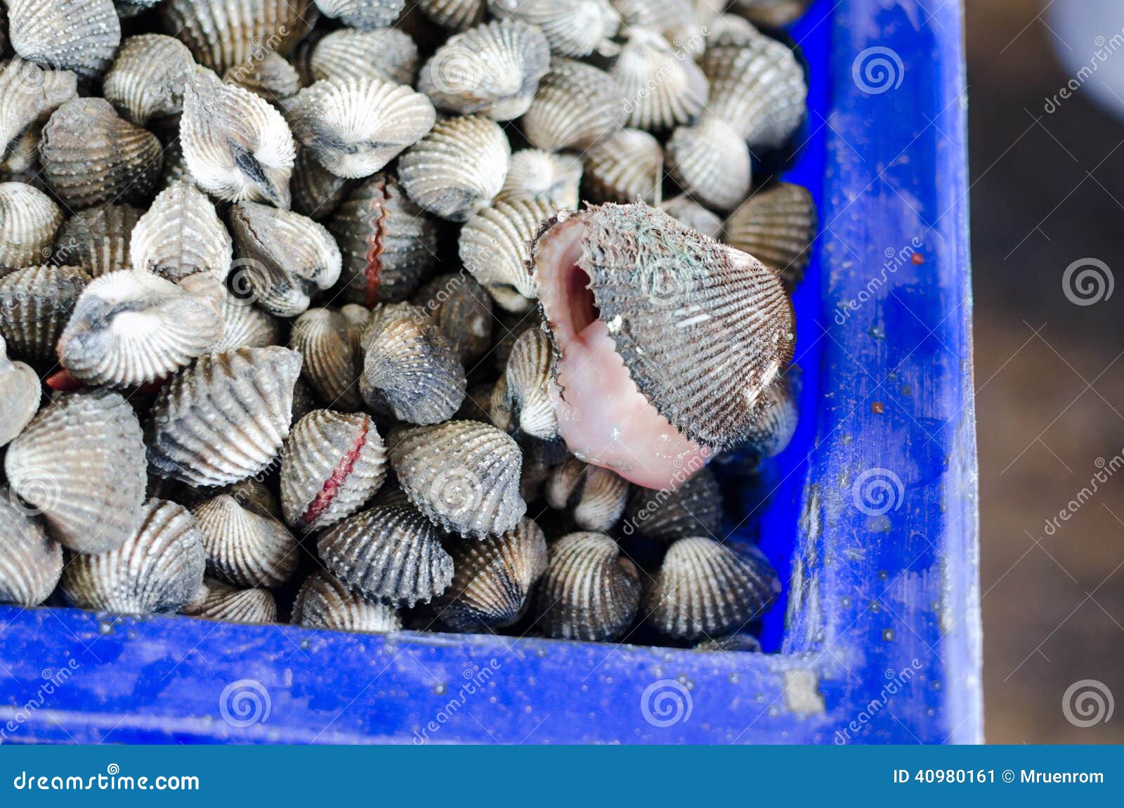 Big shells stock image. Image of cockle, thai, scallop - 40980161