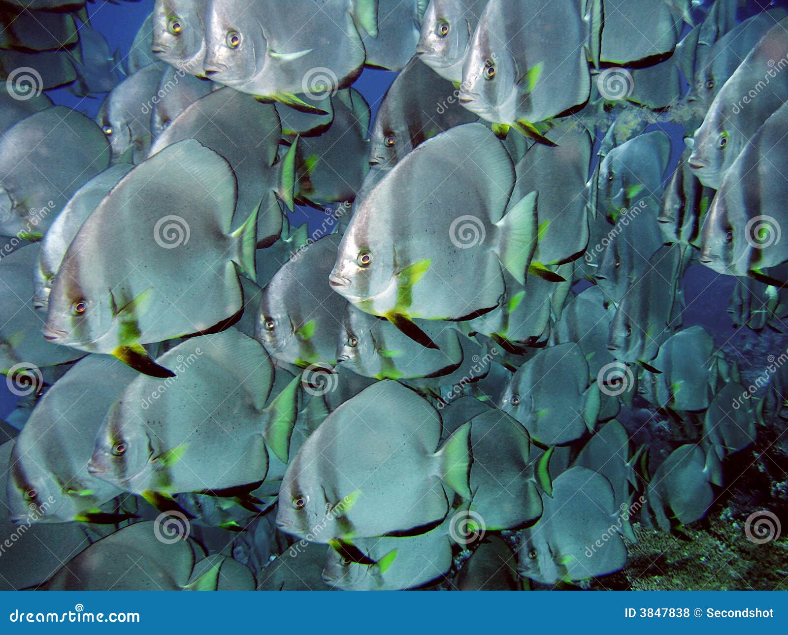 Big shoal of Batfish stock photo. Image of shoal, fish - 3847838