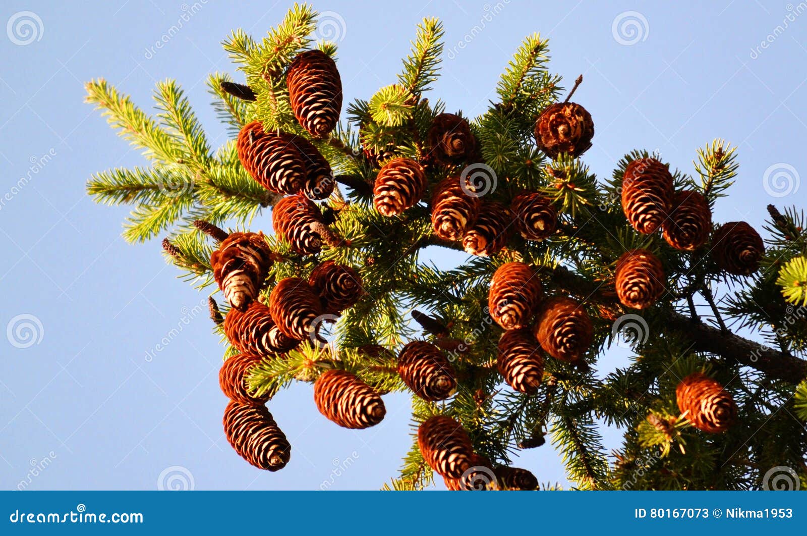 Big shots and nuts stock image. Image of pine, wild, protein - 80167073