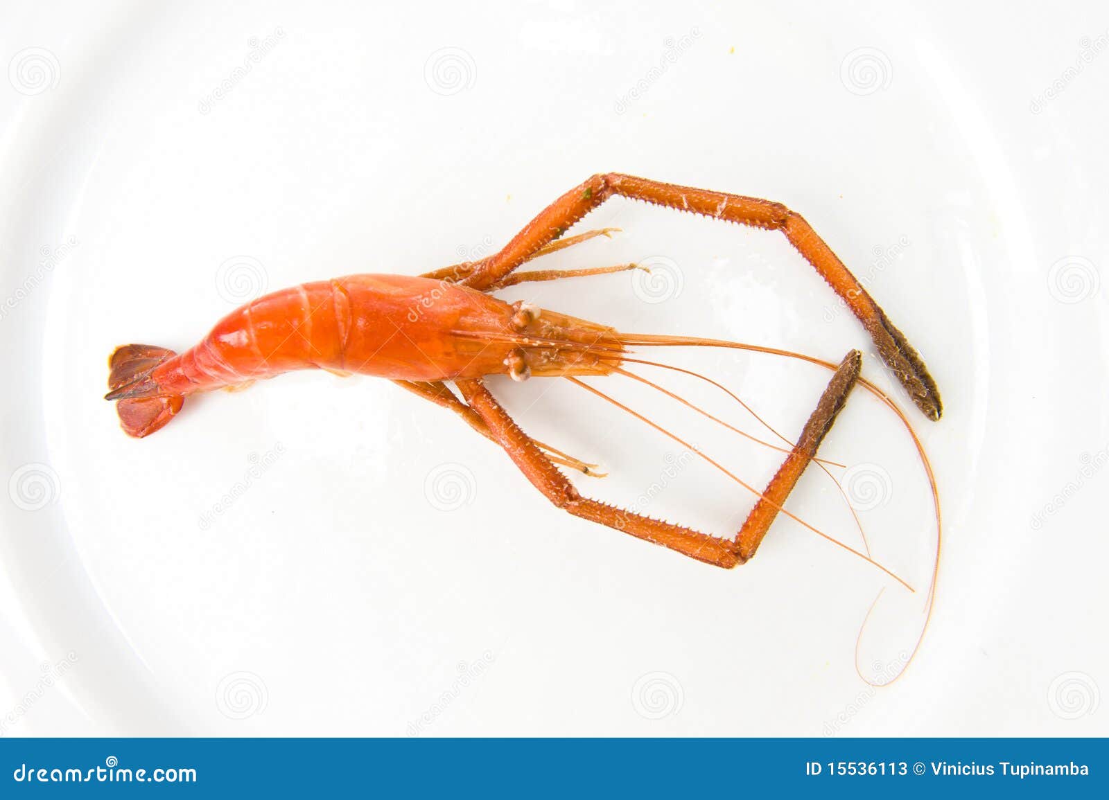 Big Shrimp stock image. Image of white, shrimp, seafood - 15536113
