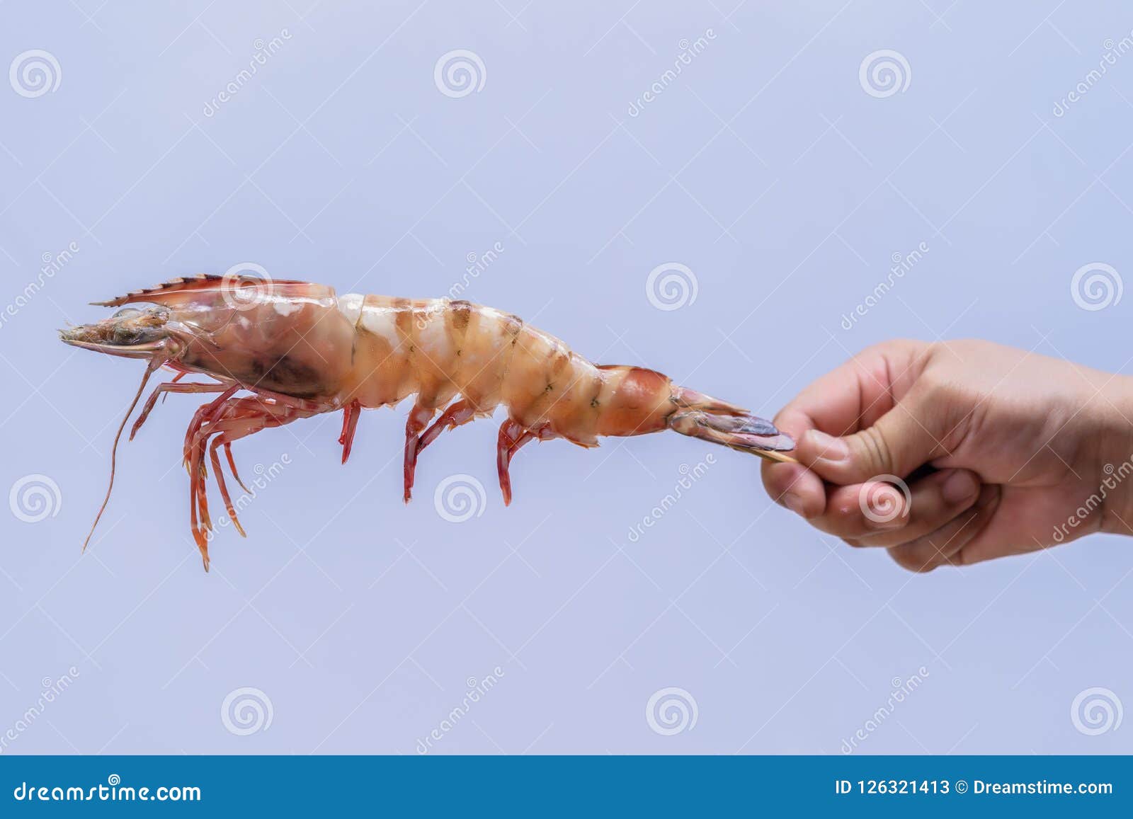 Big Shrimp in Hand on White Background, Seafood. Stock Image - Image of ...