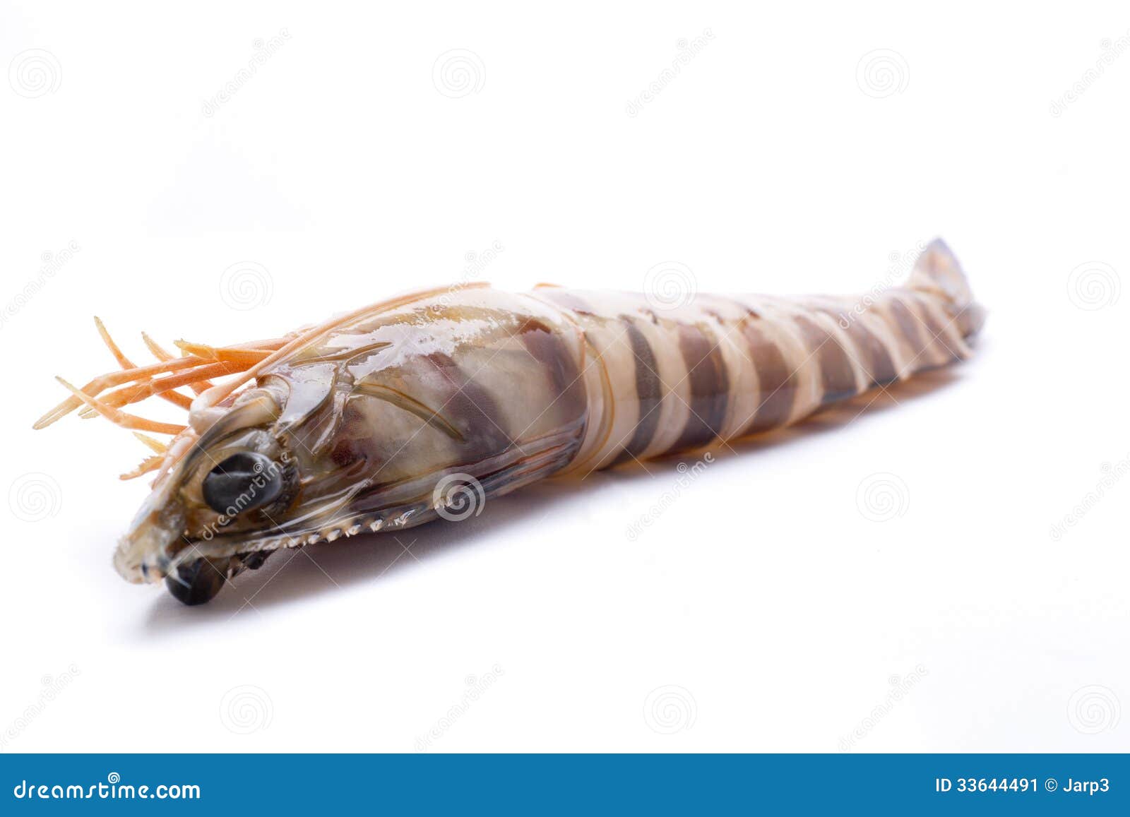 Worlds Largest Tiger Prawns Photos - Free & Royalty-Free Stock Photos ...