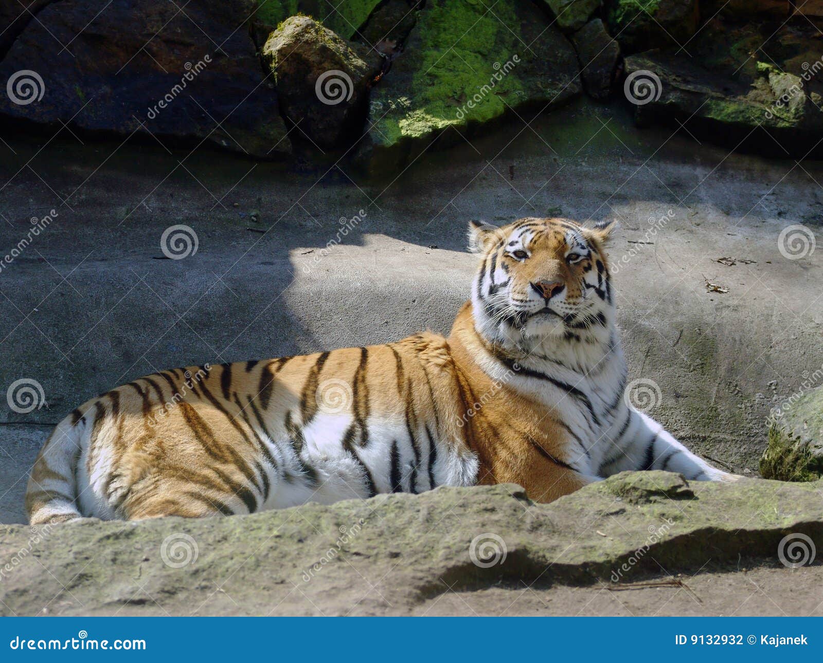The Big Siberian Tiger Stock Photography - Image: 9132932