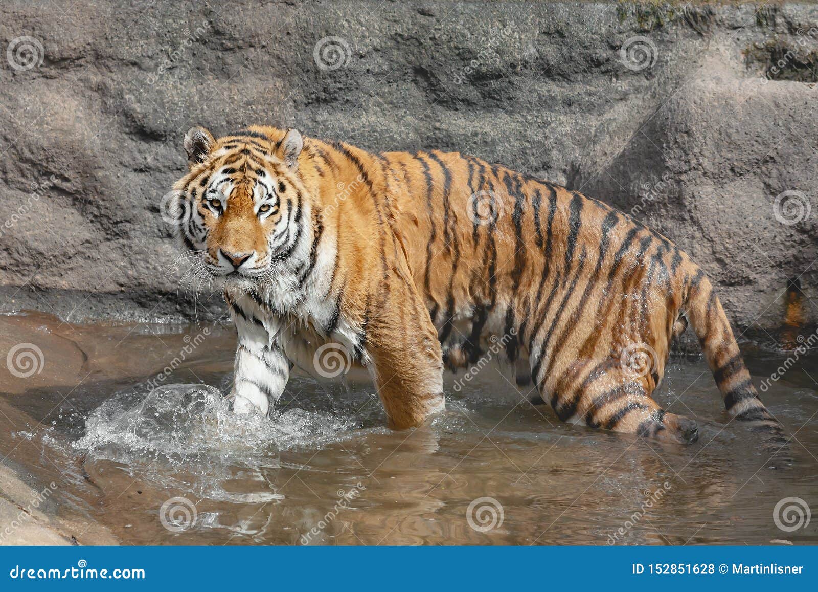 Big Siberian Tiger stock photo. Image of beauty, dangerous - 152851628