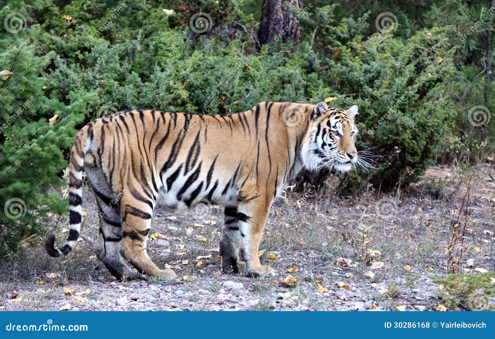 Siberian tiger stock photo. Image of tiger, carnivore - 30286168