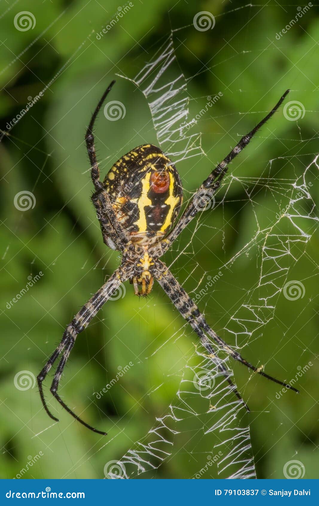 Signature Spider Web Patterns Background Stock Image | CartoonDealer ...