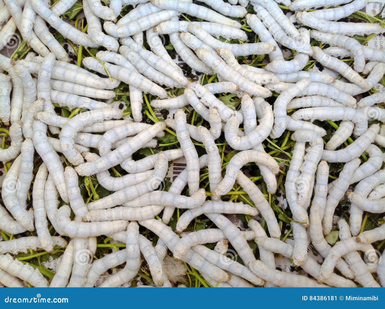 Big Silkworm Beetles Larvas Stock Image - Image of environmental, dress ...