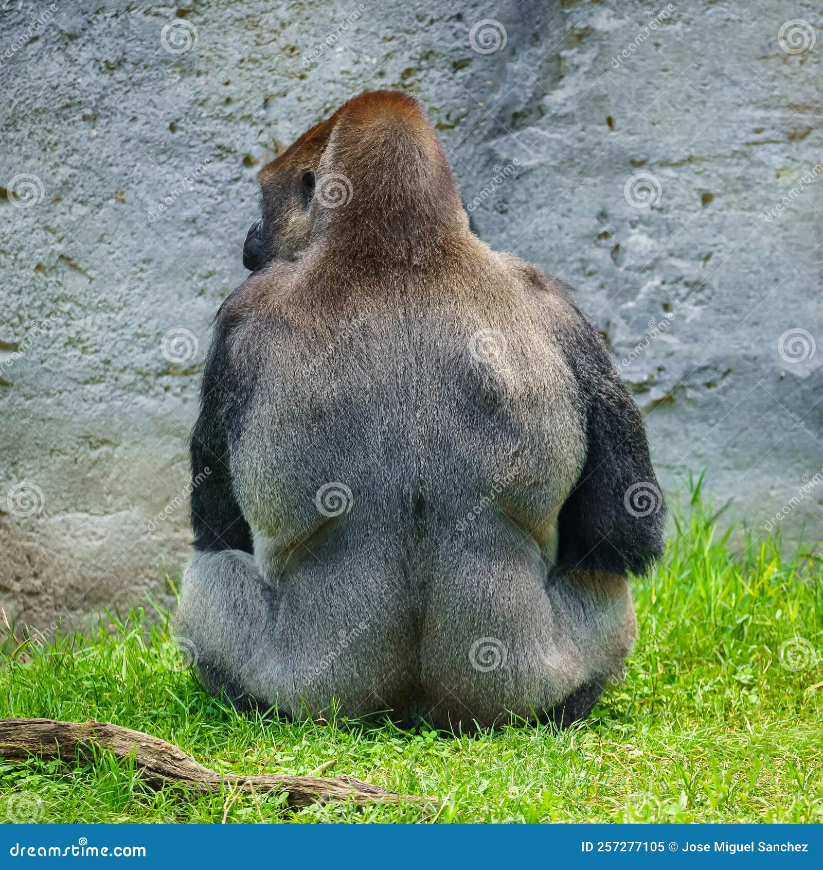 Big Silver-backed Gorilla Sitting on the Grass on His Back. Stock Image ...