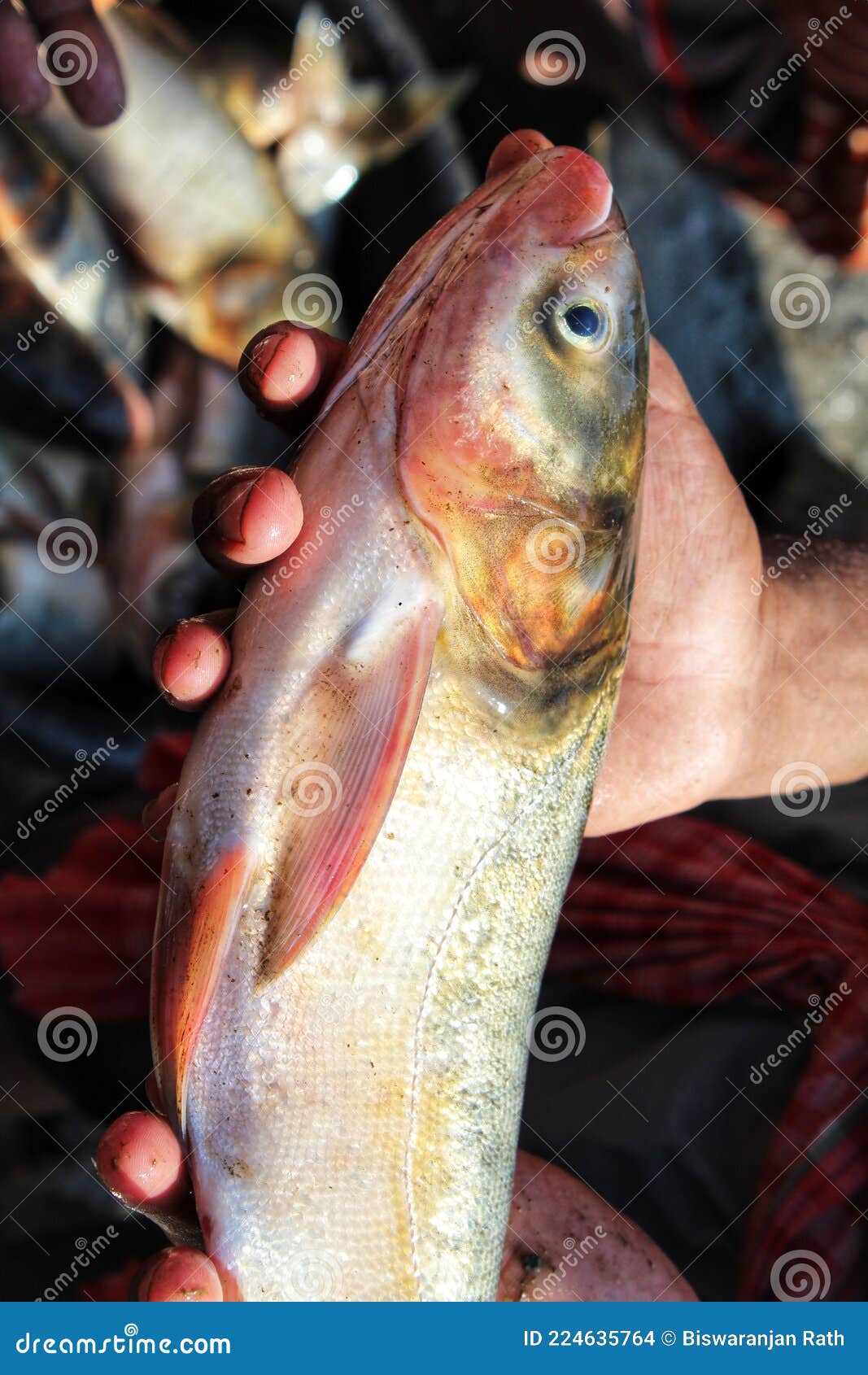 Big Silver Carp Fish in Hand of a Fish Farmer Stock Photo - Image of ...