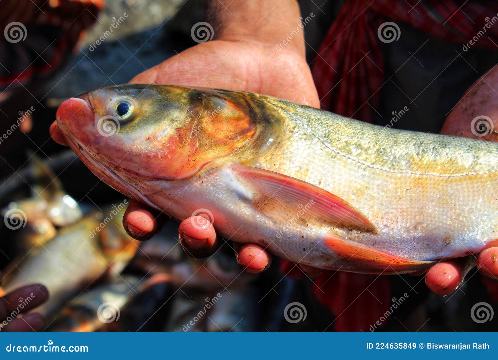 Big Silver Carp Fish in Hand of a Fish Farmer Stock Image - Image of ...
