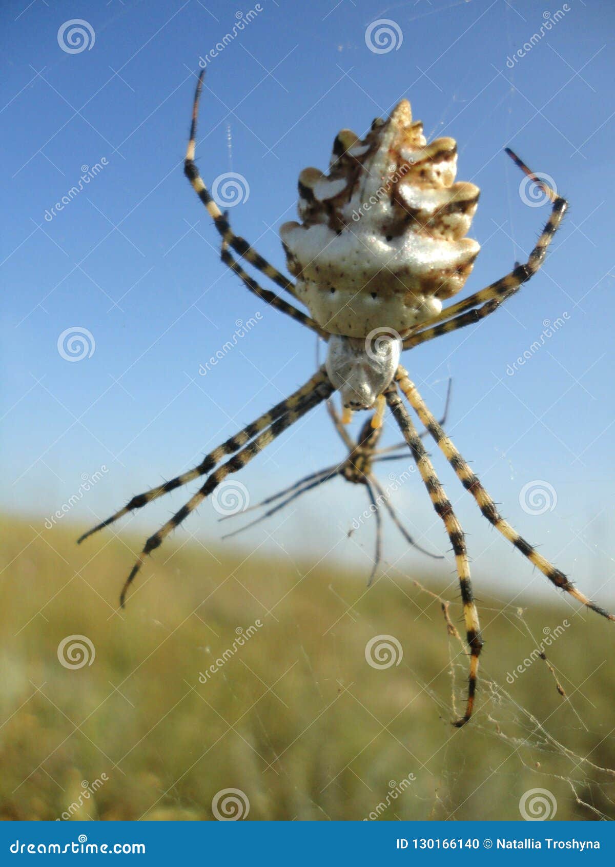 Big Silver Spider in the Steppe Stock Photo - Image of fauna, blue ...